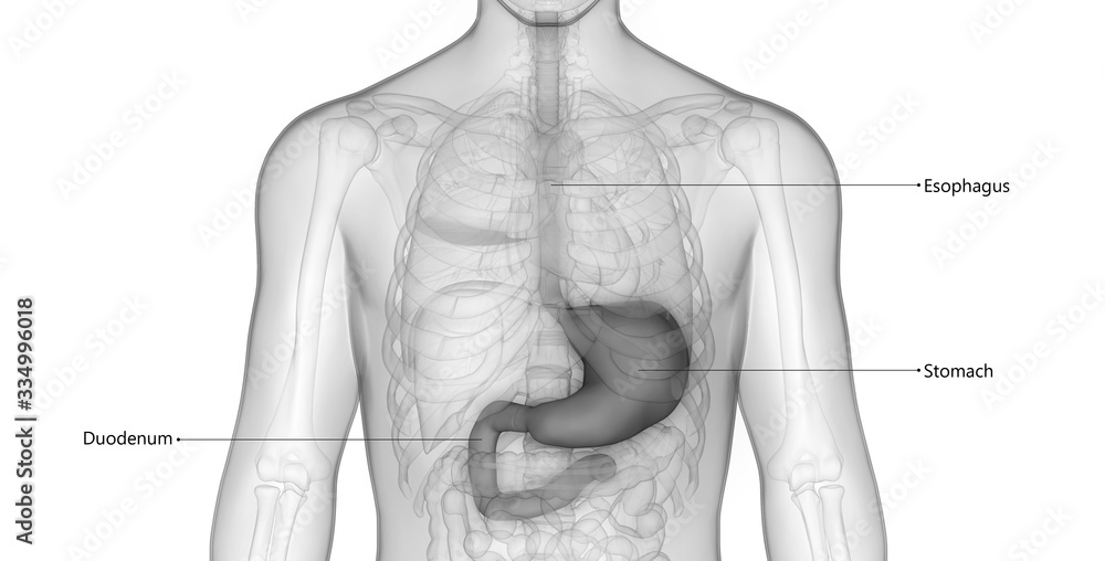 Human Digestive System Stomach Described with Labels Anatomy Stock ...