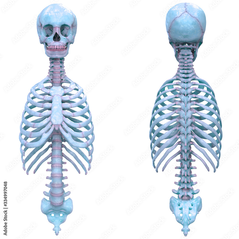 Human Skeleton System Axial Skeleton Anatomy Stock Illustration | Adobe ...