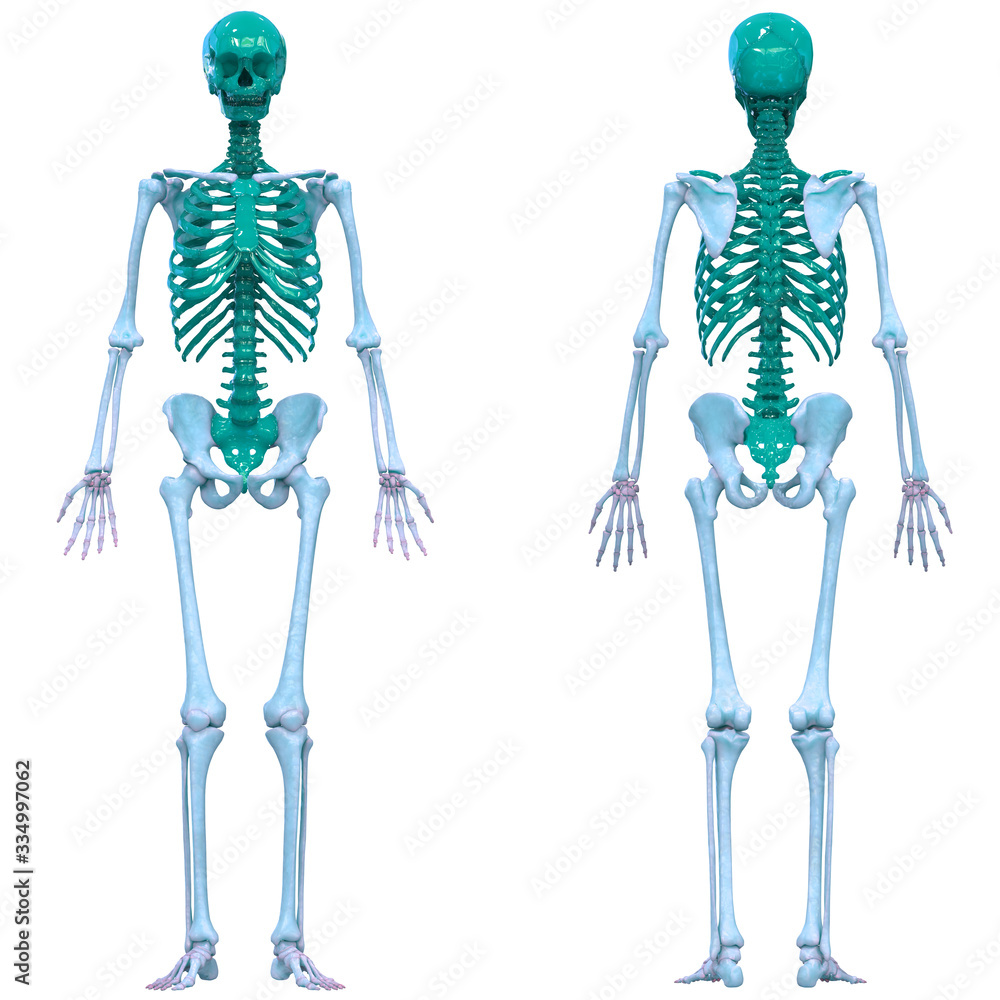 Human Skeleton System Axial Skeleton Anatomy Stock Illustration | Adobe ...