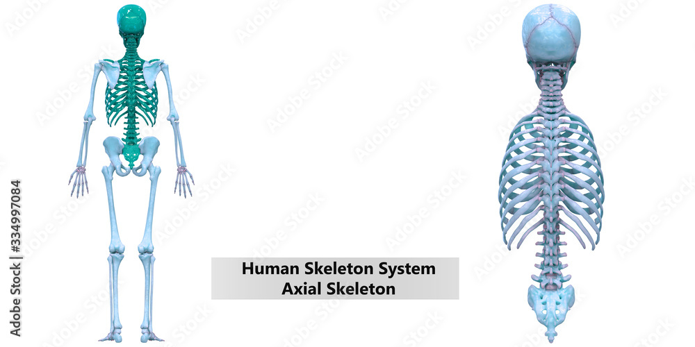 Human Skeleton System Axial Skeleton Anatomy Stock Illustration | Adobe ...