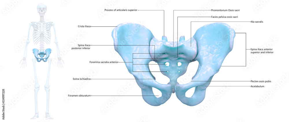 Human Skeleton System Pelvis Bone Joints Described with Labels Anatomy ...
