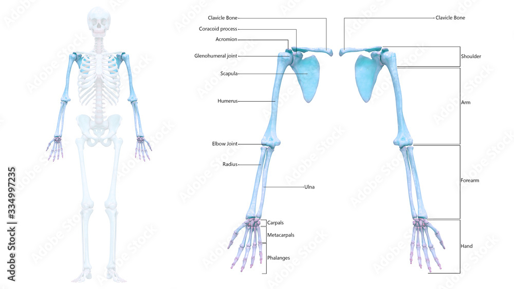 Human Skeleton System Upper Limbs Bone Joints Described with Labels ...