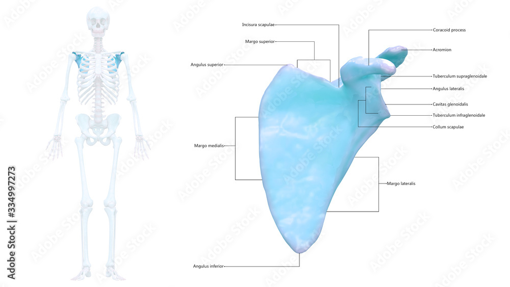 Human Skeleton System Scapula Bone Joints Described with Labels Anatomy ...