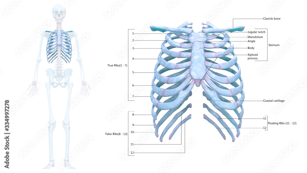 Human Skeleton System Rib Cage Described with Labels Anatomy Anterior ...