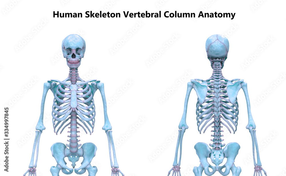 Vertebral Column of Human Skeleton System Anatomy Stock Illustration ...