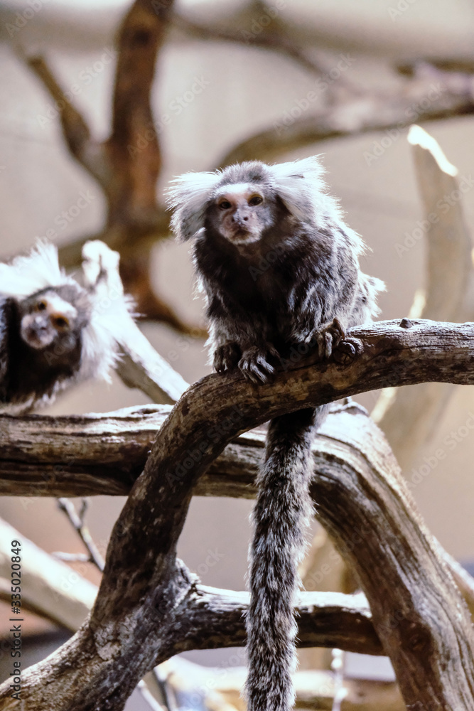 Common marmoset sitting on the tree branch, driftwood branch. Small ...