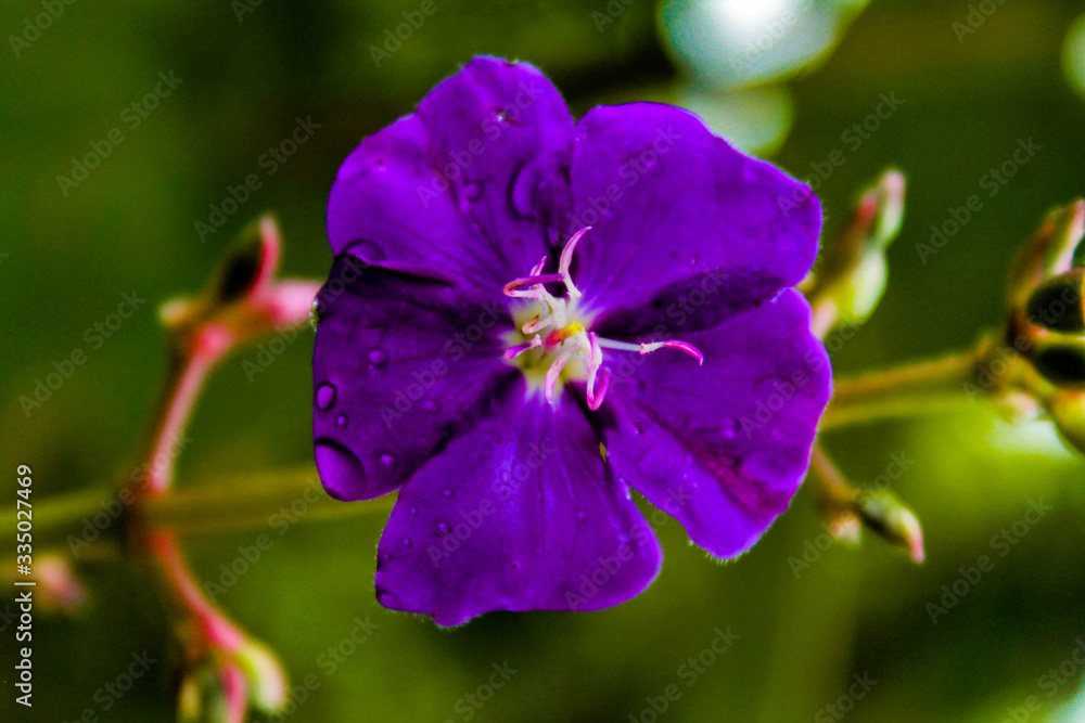 Wild flower of tierra fia, in the paramo the central mountain range ...