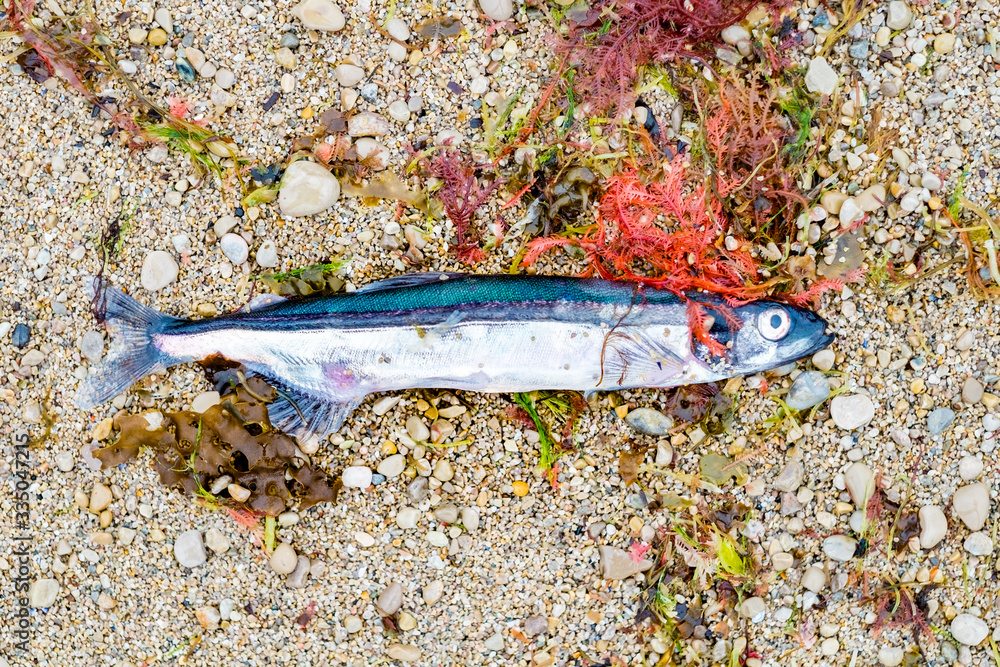 Caplin (Mallotus Villosus)Small Forage Fish of the Smelt Family Dead ...