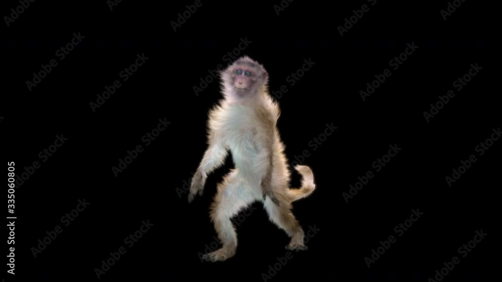monkeys Dance CG fur 3d rendering animal realistic CGI VFX Animation ...