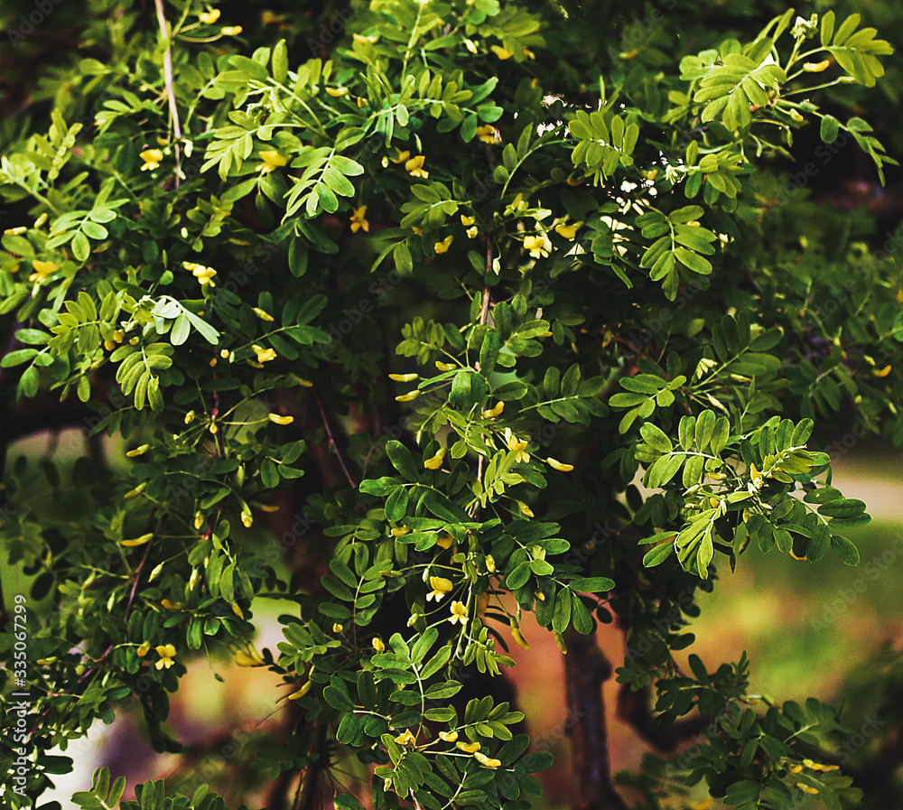 Weeping Siberian Peashrub (Caragana arborescens pendula) close-up ...