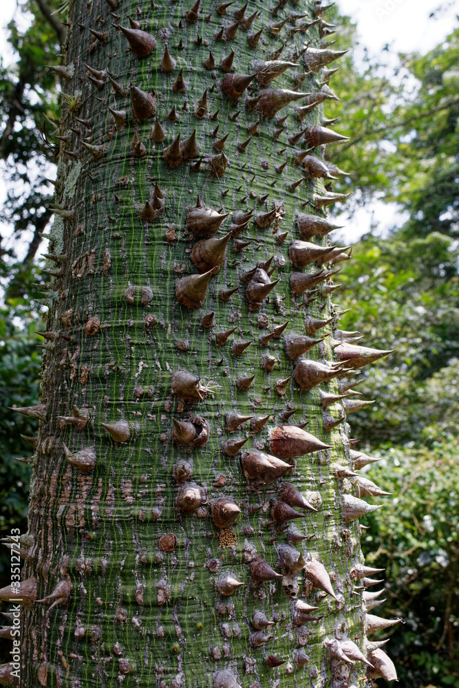 The silk floss tree (Ceiba speciosa, formerly Chorisia speciosa) Stock ...