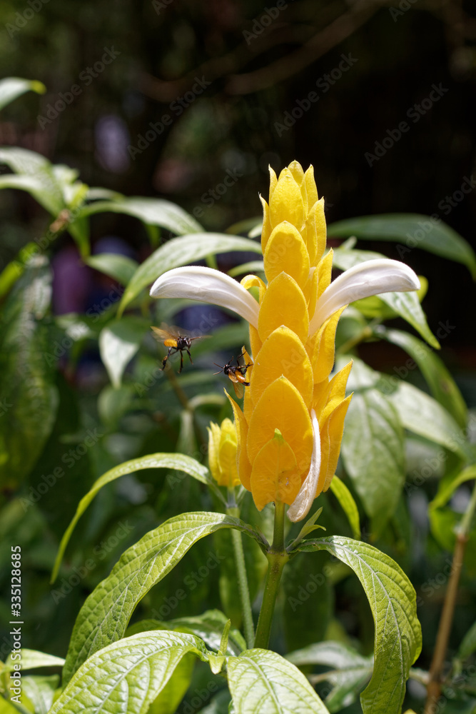 Lollipop plant Pachystachys lutea and Stingless bees meliponines Stock ...