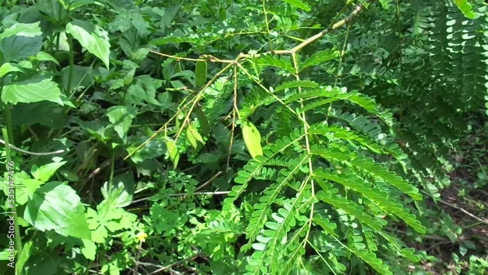 Biancaea sappan (Caesalpinia sappan L., sappanwood, secang, sepang ...