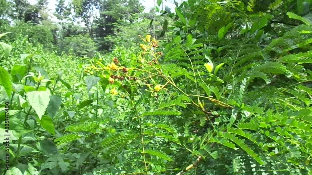 Biancaea sappan (Caesalpinia sappan L., sappanwood, secang, sepang ...