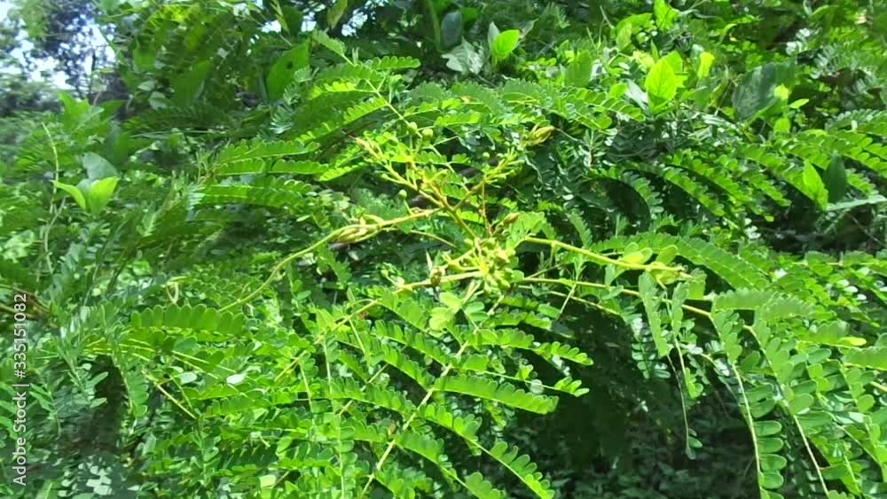Biancaea sappan (Caesalpinia sappan L., sappanwood, secang, sepang ...