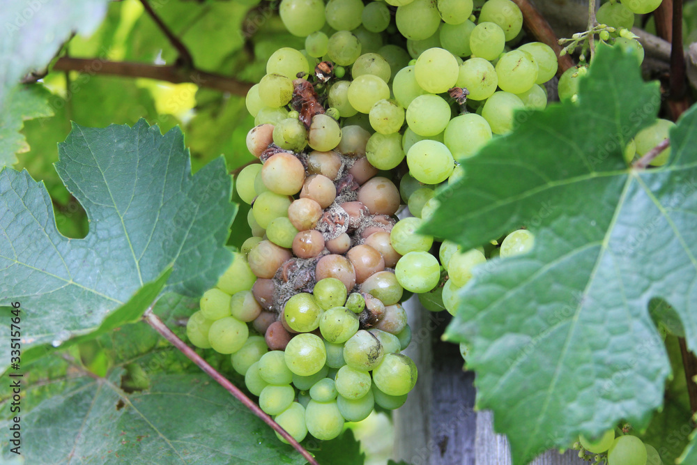 Grape disease. White grapes rot on the vine. Crop infected gray mold ...