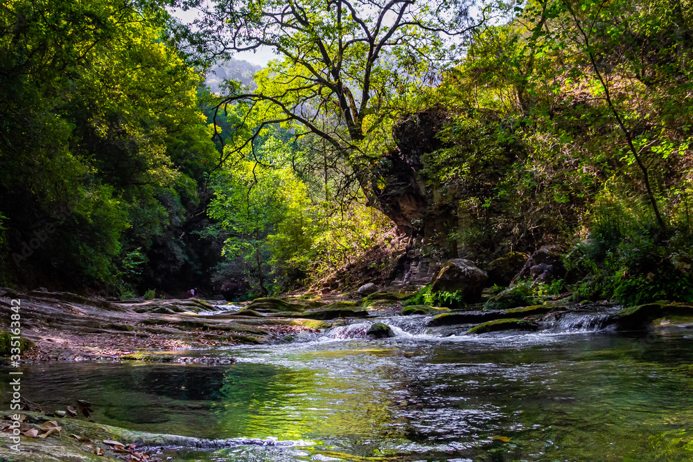 Paisaje selvático con río de agua limpia, arroyo, piedras y árboles ...