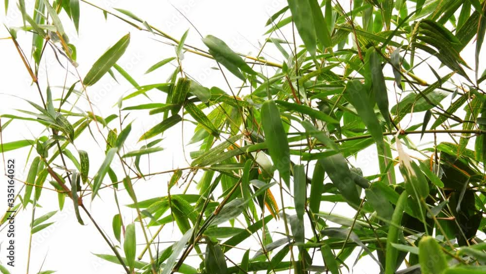 Vidéo Stock Tropical green waving bamboo tree branch blowing in wind ...
