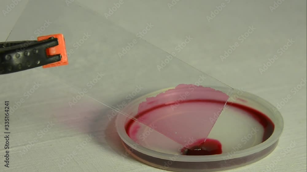 Demonstration of capillary effect; red ink climbs up in the small gap ...