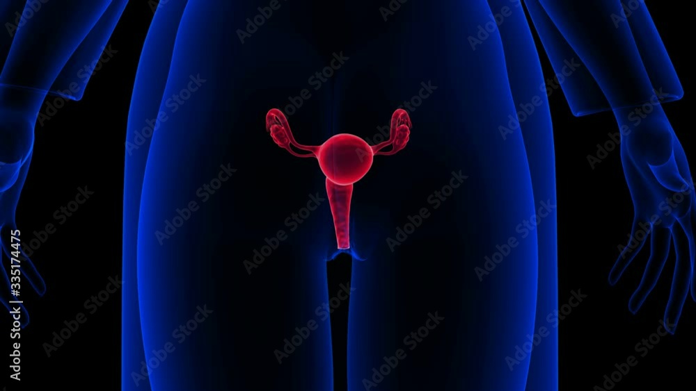 Female reproductive system 3D rendering Stock Video | Adobe Stock