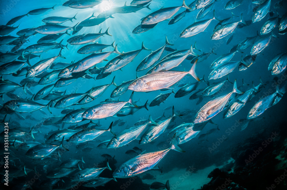Schooling pelagic fish in crystal clear blue ocean Stock Photo | Adobe ...