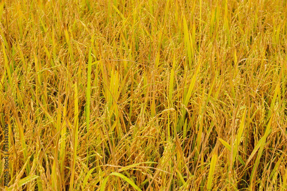 Paddy fields in thailand with golden rice plants ready to harvest.Close ...