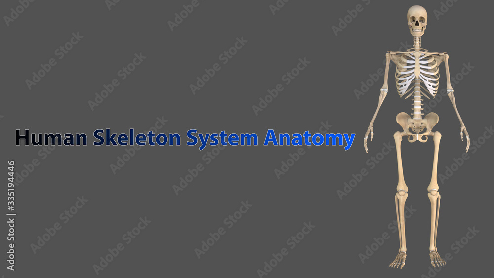 3D Illustration Human Skeleton Anatomy Stock Illustration | Adobe Stock
