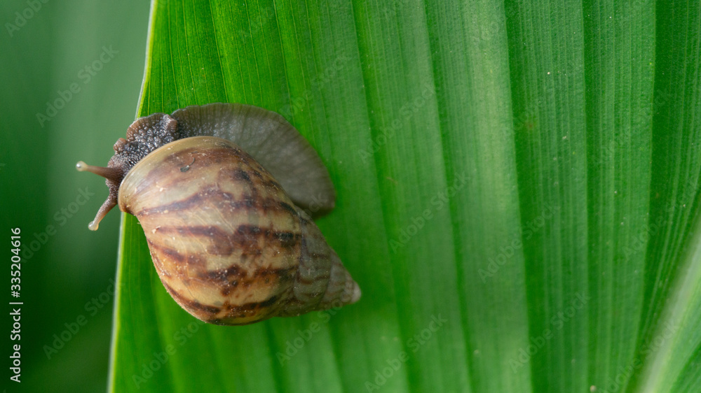Achatina fulica, land snails belonging to the Achatinidae tribe ...