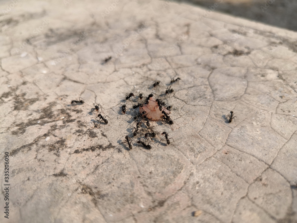 Many black ant are carrying food to nest.Ants carrying food.Lots of ...