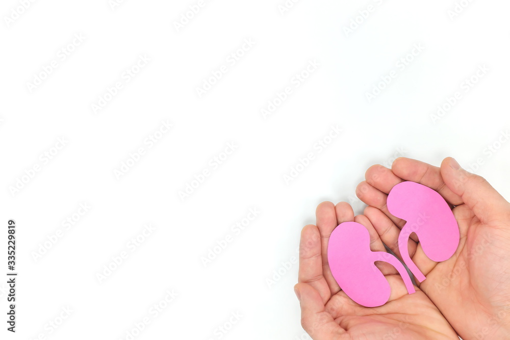 Human hands holding a healthy pink kidney. Top view, white background ...