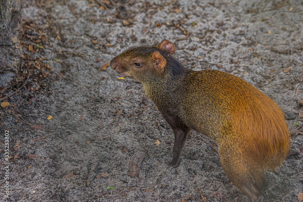 The red-rumped agouti (Dasyprocta leporina), also known as the golden ...