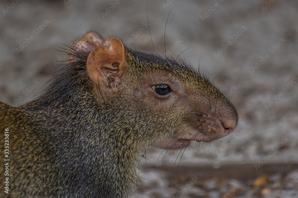 The red-rumped agouti (Dasyprocta leporina), also known as the golden ...