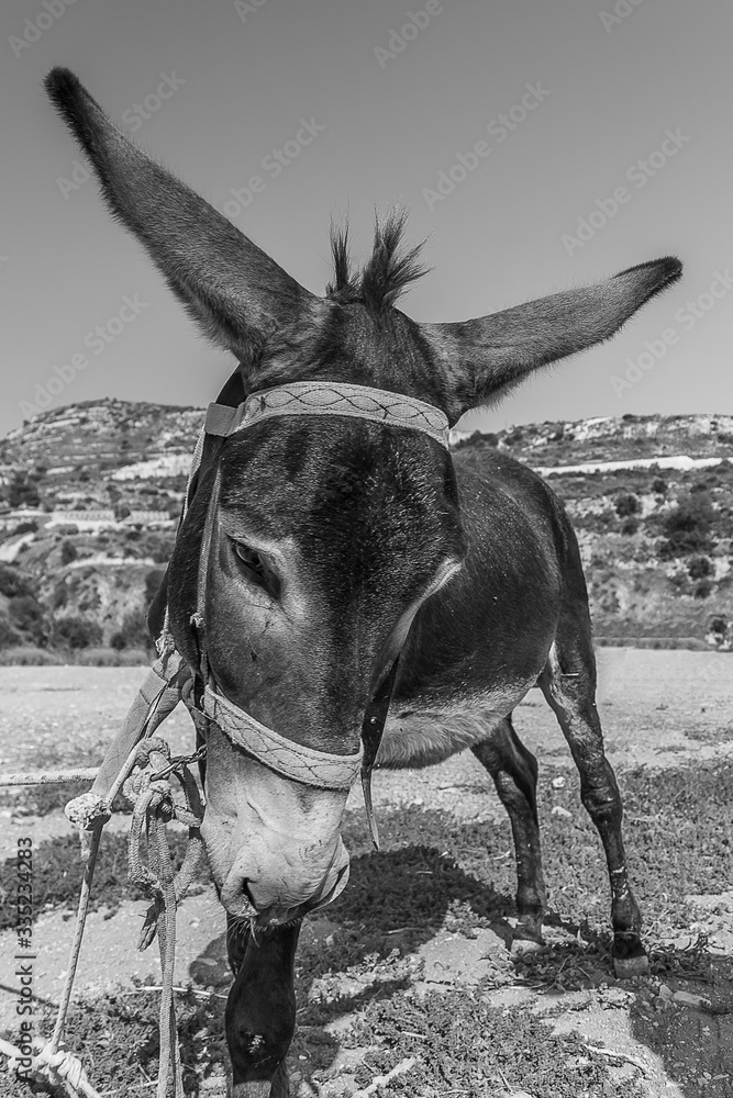 Equus is a genus of mammals in the family Equidae, which includes ...