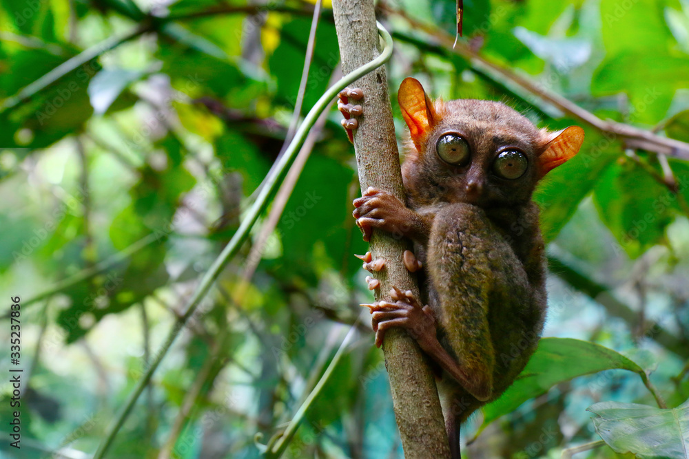 tarsier monkey in the rainforest of bohol in Philippines Stock Photo ...