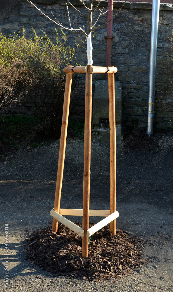 newly planted trees in the park have stil protection against the wind ...