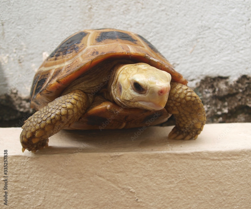 Foto de Isolated close up view of land tortoise. The elongated tortoise ...