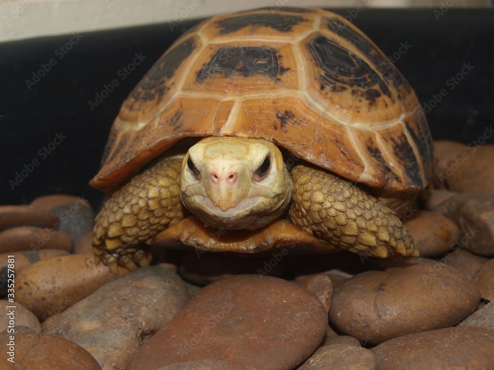 Front view of cute tortoise sitting on the stones. Close up isolated ...