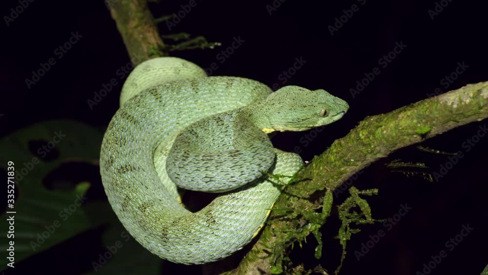 Two-striped forest pitviper (Bothriopsis bilineata) Striking. In a tree ...