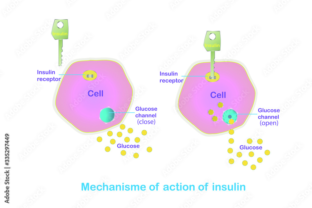 Human Insulin Injection Mechanism Of Action at Erica Laforge blog Human Insulin Injection Mechanism Of Action at Erica Laforge blog