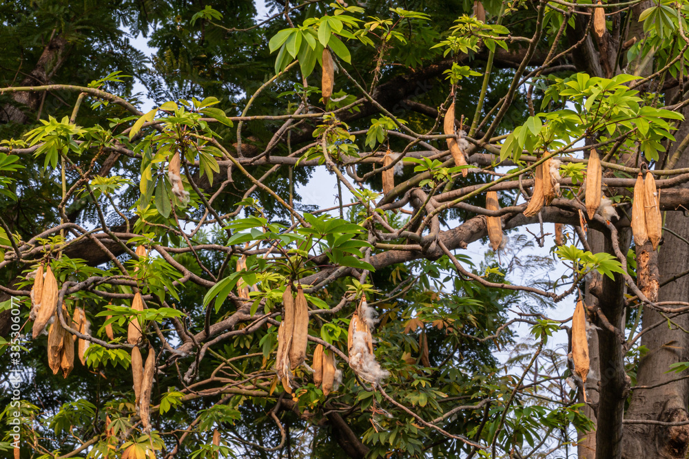 Foto de Kapok tree and ripe fruit in a garden.Also known as the Java ...