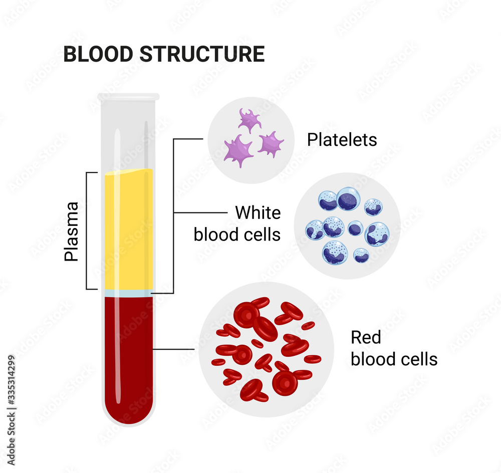 Vector diagram of blood composition. Stock Vector | Adobe Stock