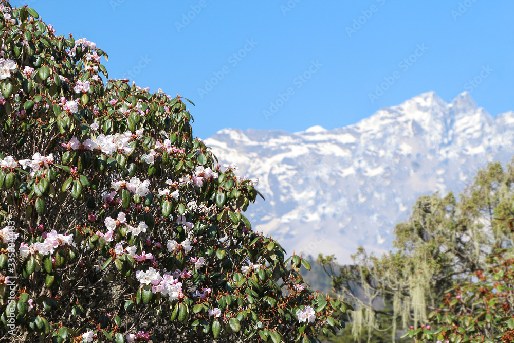 View of Rhododendron (Rhododendron wardii var. puralbum) flowers ...