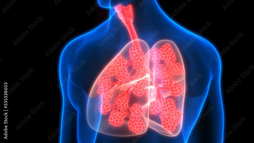 Human Respiratory System Lungs Alveoli Anatomy Animation Concept Stock ...