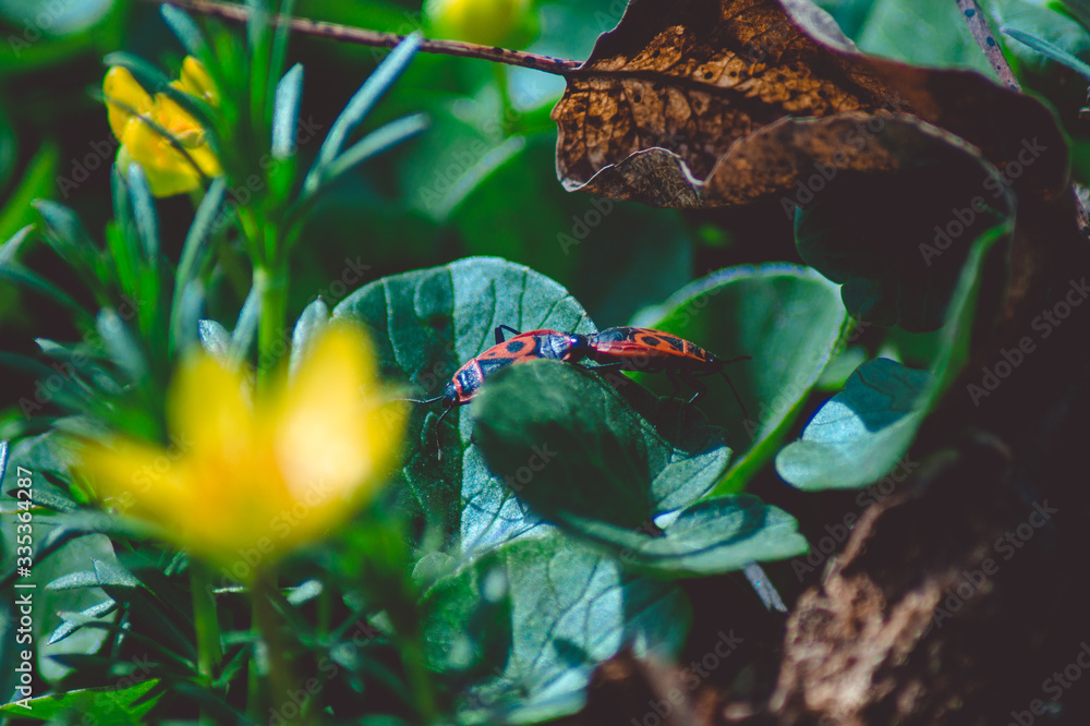 Fotka „Two Pyrrhocoris apterus beetles side by side in the spring ...