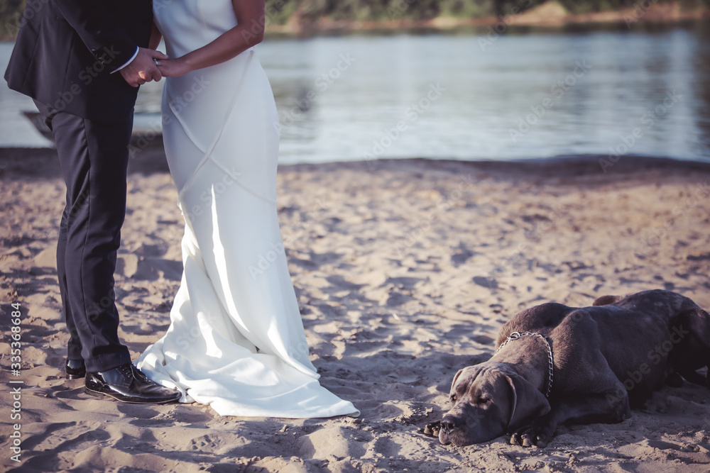 Young married couple with dog standing and holding hands, wedding day ...