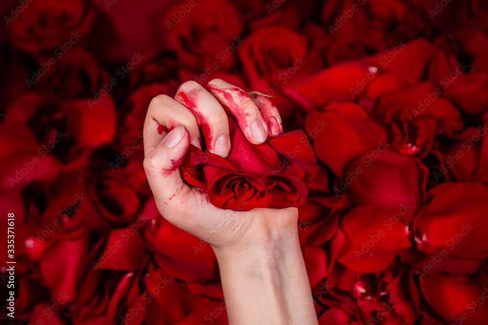 Close-up of a rose flower crushed in a fist. Bloodied female hands on a ...