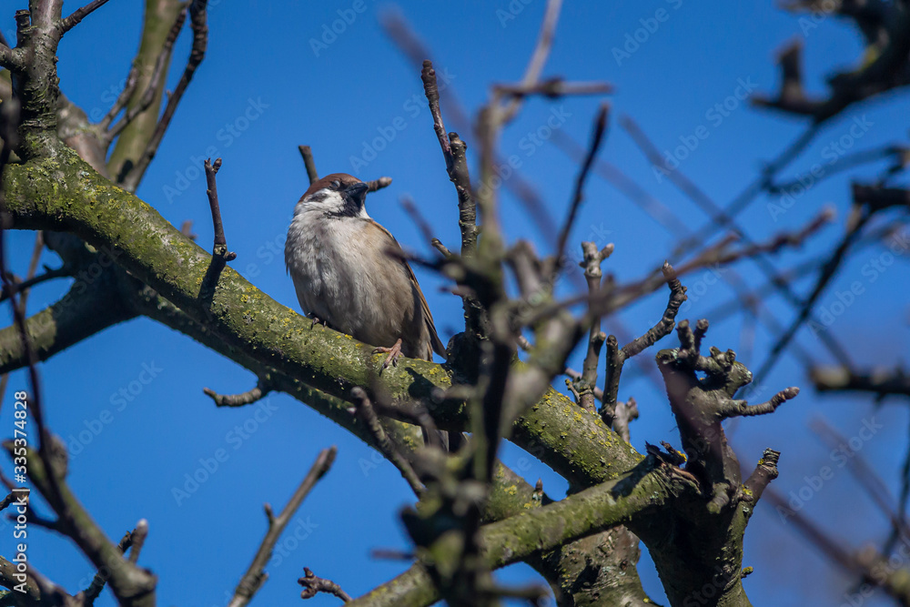 House sparrow, sparrow - a species of small bird settled from the ...