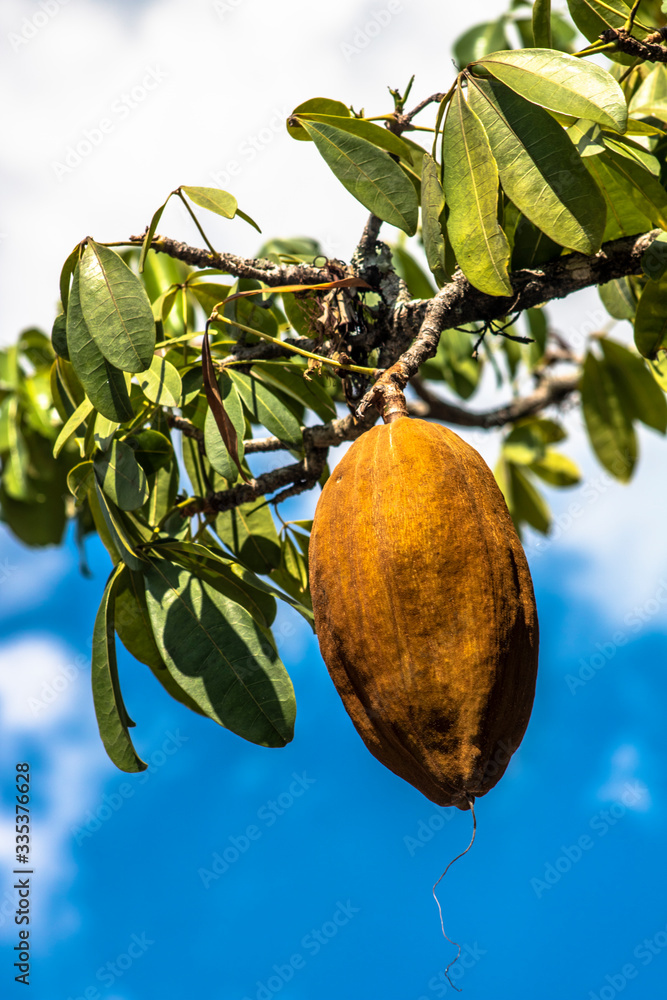 Exotic fruit Monguba (pachira aquatica) in Brazil foto de Stock | Adobe ...