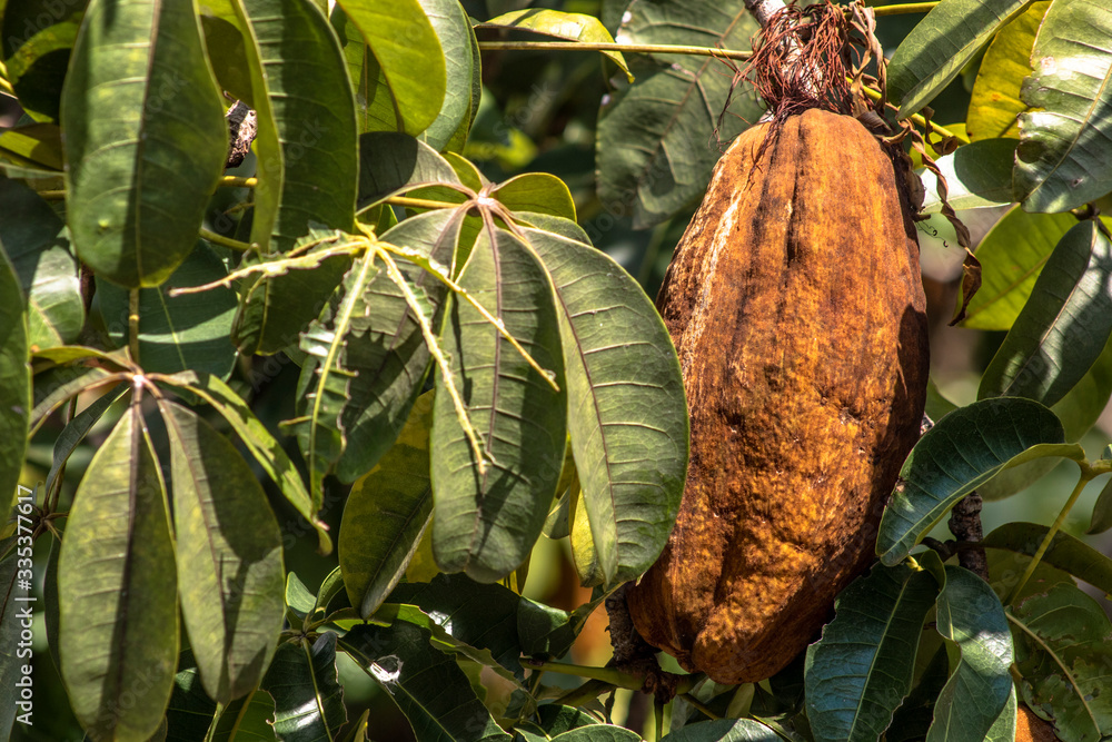 Exotic fruit Monguba (pachira aquatica) in Brazil Stock Photo | Adobe Stock