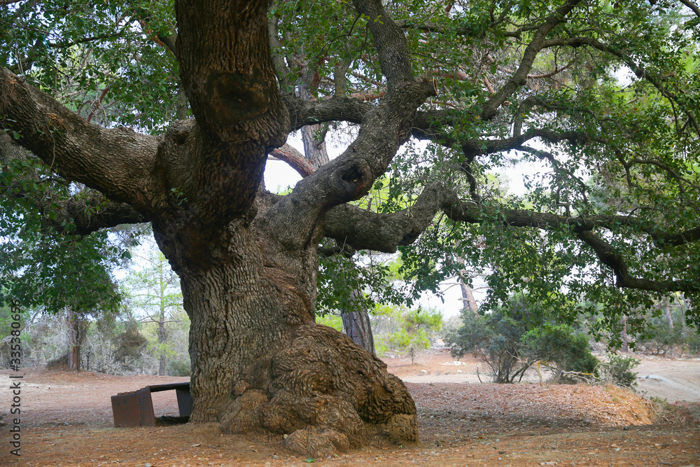 Ancient oak tree in Troodos in Cyprus. Under the oak tree a wooden ...